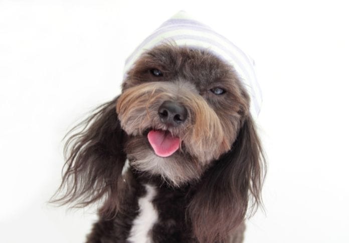 120+ Hood Dog Names for Tough Dogs: Names Inspired by the Hood