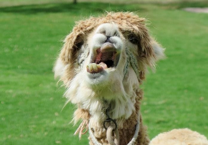 70+ Funny Llama Names Guaranteed to Make You Laugh