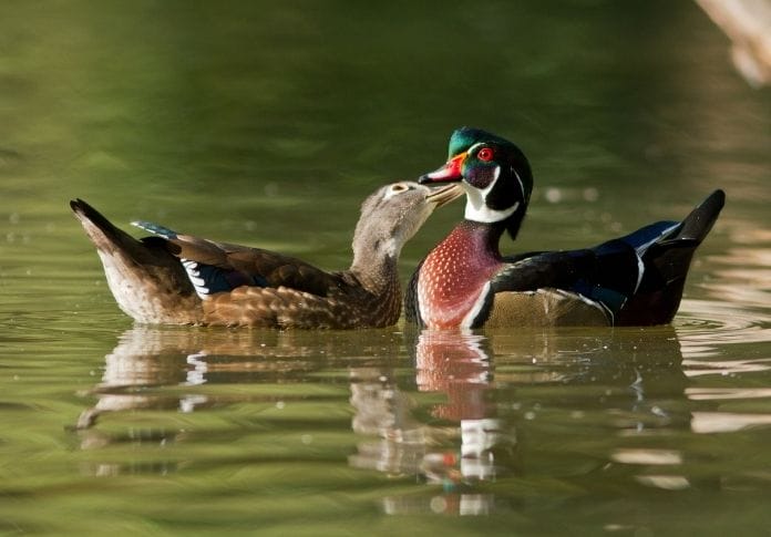 300+ White Duck Names: Best Names for Your White Duck!