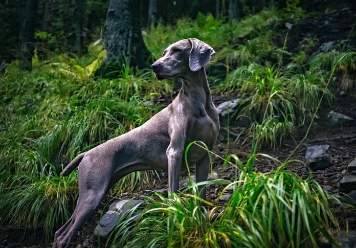 150+ Grey Dog Names - The Best Options for Your New Grey Pooch