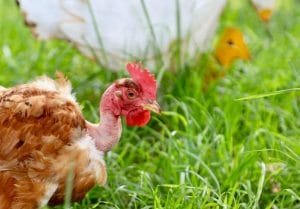 What Is A Turkin? Facts You Need To Know About A Turken Chicken