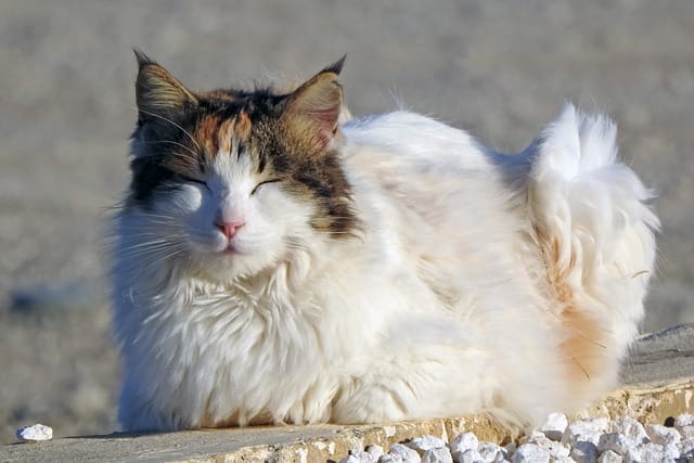 When Are Cats Fully Grown? What Are Their Life Stages At Different Ages?