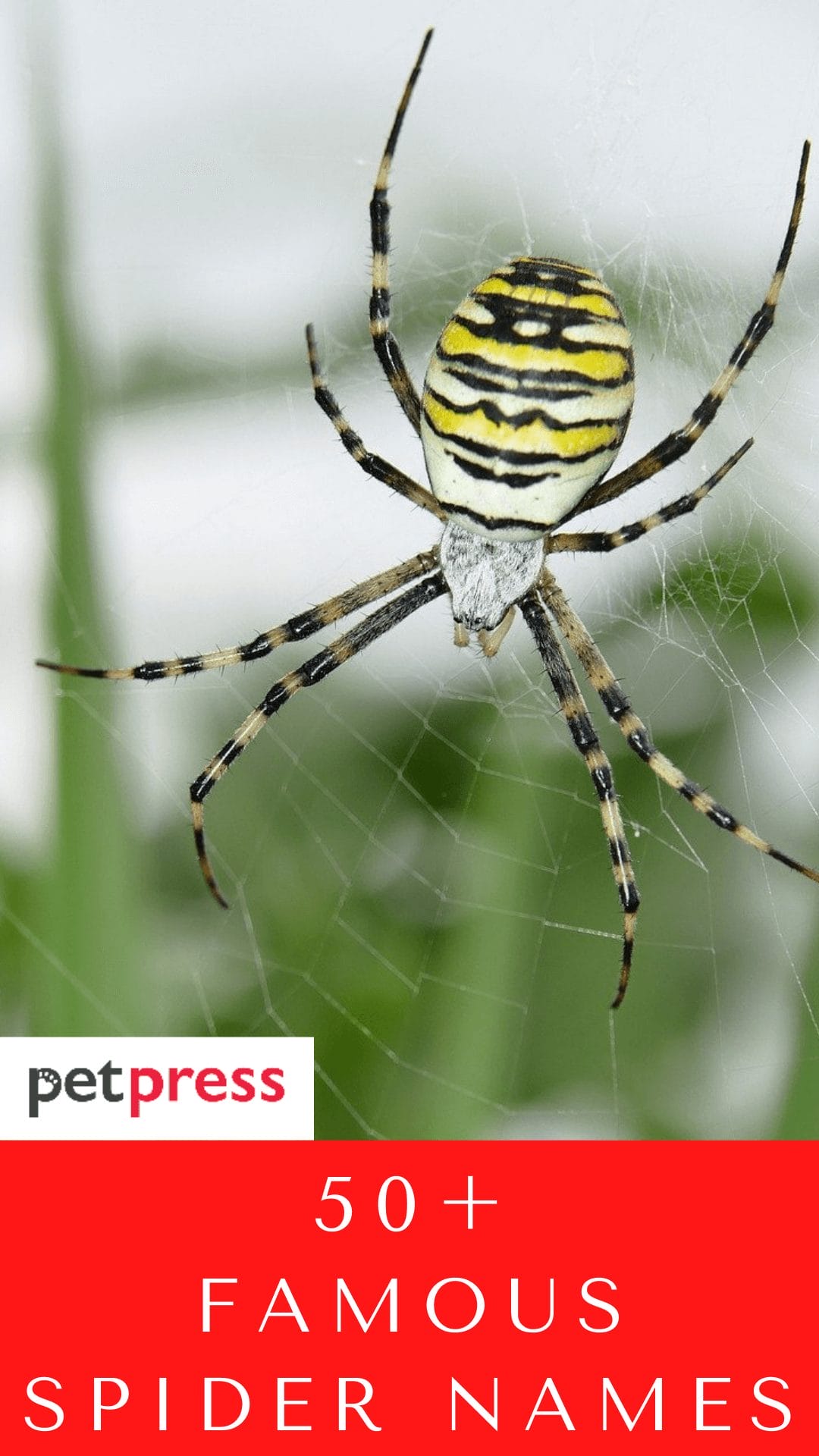 50+ Famous Spider Names That Perfectly Fits Your Pet Spiders