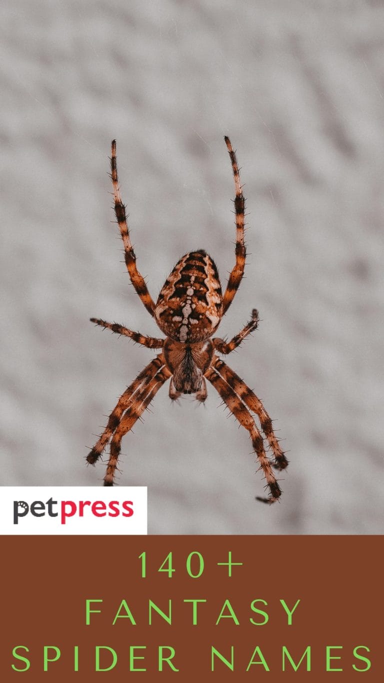 140+ Fantasy Spider Names For Your Exotic Pet Spiders