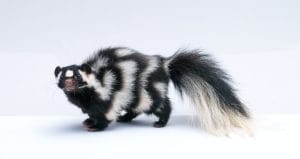 140+ Best Pet Skunk Names For Your Adorable Pet Skunks