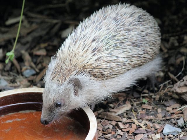 90+ Best Female Hedgehog Names For Your Cute Female Pet Hedgehogs
