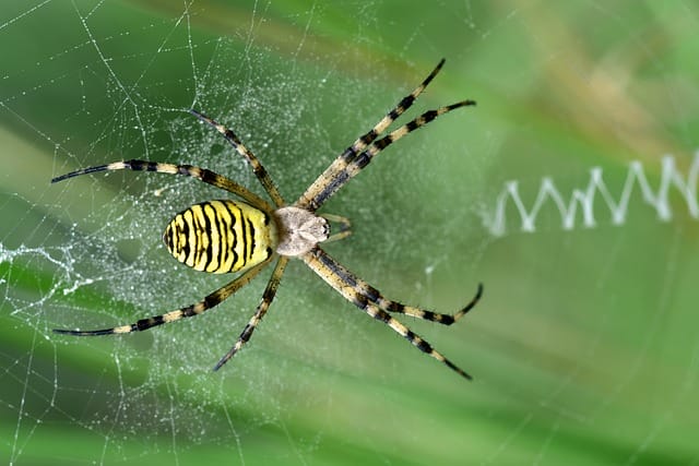 80+ Funny And Hilarious Spider Names For Your Pet Spiders