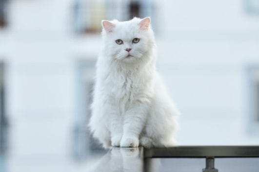 200+ Best Japanese White Cat Names For Your Cute White Cats