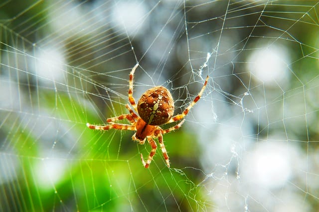 50+ Famous Spider Names That Perfectly Fits Your Pet Spiders