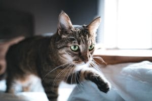 320+ Scandinavian Cat Names - Best Name Ideas For Your Feline Friends