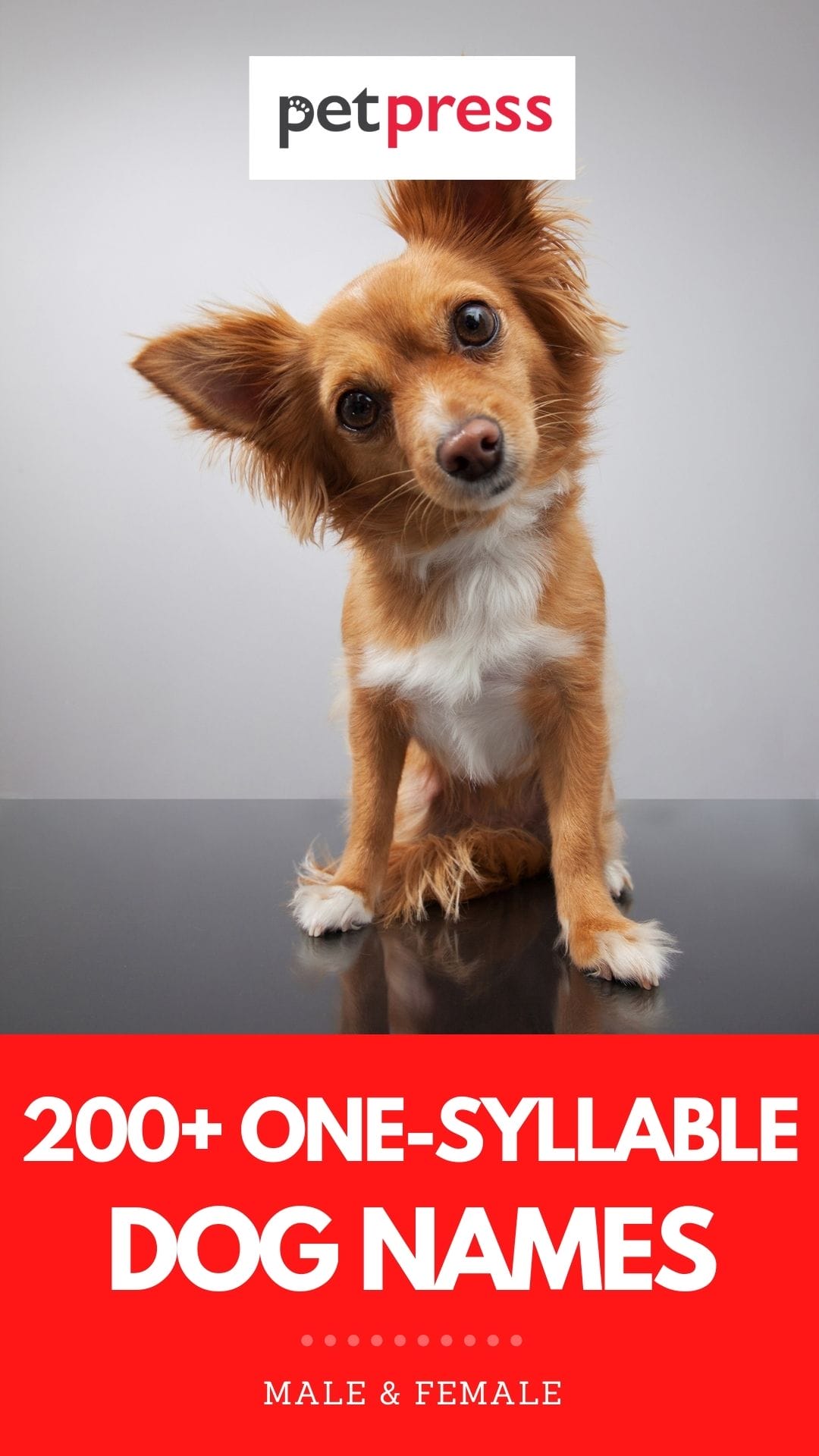 The Best One-Syllable Dog Names: Over 200 Choices to Choose From