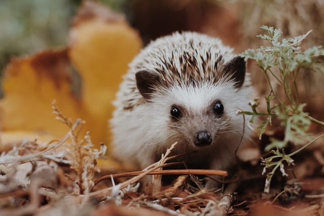 110+ Famous Hedgehog Names For Your Adorable Pet Hedgehogs