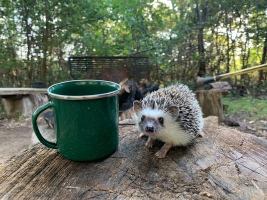 80+ Best Male Hedgehog Names For Your Adorable Pet Hedgehogs