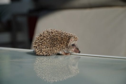 80+ Best Male Hedgehog Names For Your Adorable Pet Hedgehogs