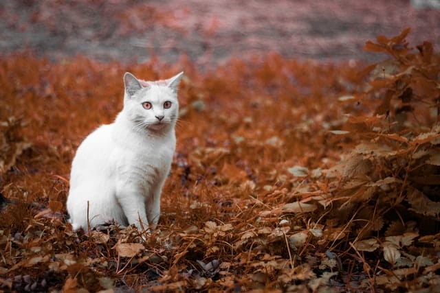 200+ Best Japanese White Cat Names For Your Cute White Cats