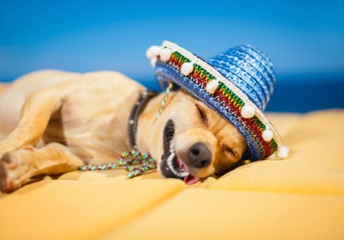 120+ Latin Names for a Dog: The Best Latin Dog Names