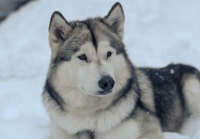 50+ Evil Wolf Names That Are Tough And Strong For A Wolf | Petpress
