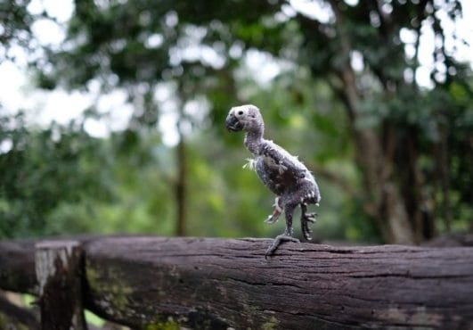 Top 8 Hairless Animals You'll Love: Trending Animals Without Hair