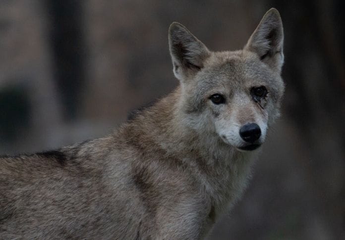 50+ Evil Wolf Names That Are Tough And Strong For A Wolf | Petpress