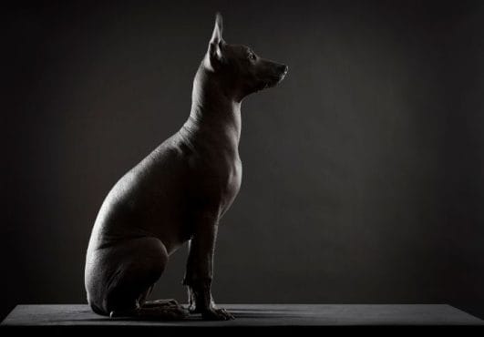 70+ Aztec Dog Names: Best Aztec Name Ideas for Your Pet