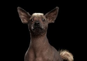 70+ Aztec Dog Names: Best Aztec Name Ideas for Your Pet