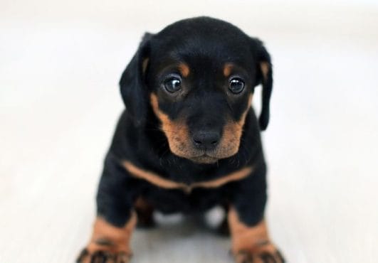 200+ Black and Tan Dog Names: The Best Names for Your New Puppy