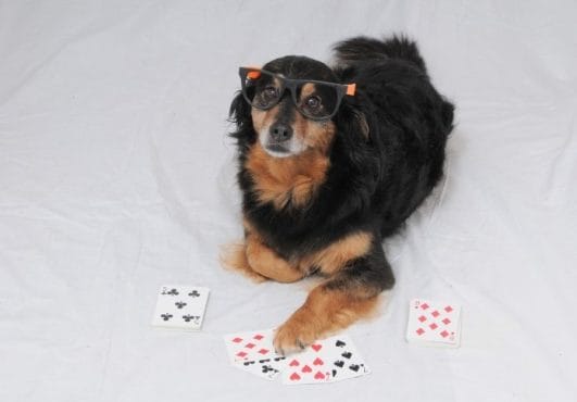 100+ Amazing Texas Dog Names for Your Loyal Companion