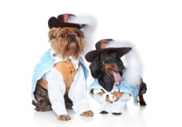 140+ Best Designer Dog Names for Your Fashion-Inspired Pet