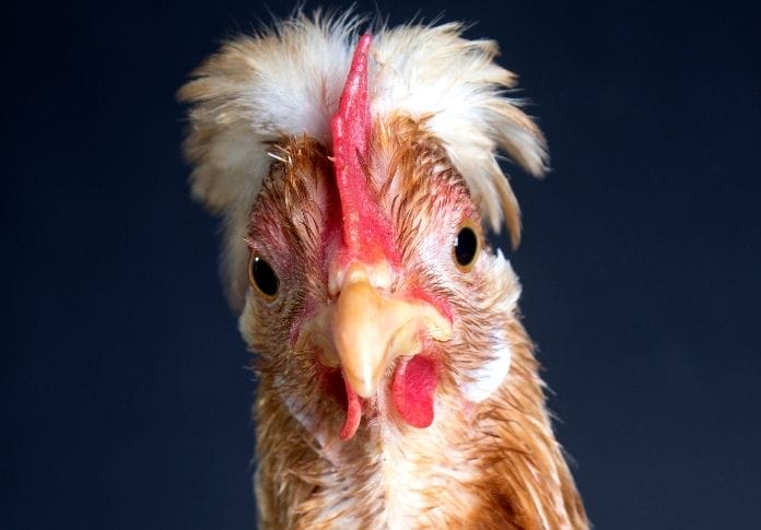 70+ Famous Chicken Names: Famous Names For A Farm Chicken