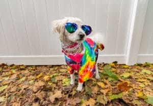 The Best Boho Dog Names: Over 200 Inspirational Dog Name Ideas