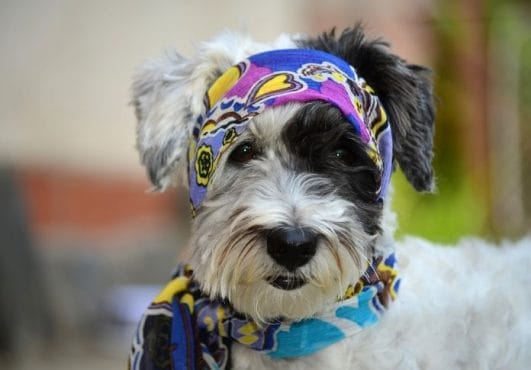 140+ Best Designer Dog Names for Your Fashion-Inspired Pet