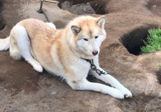 The Best Sled Dog Names: 100+ Ideas for Your Fur-ocious Friends