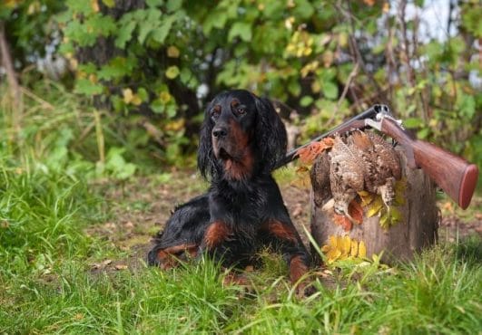 150+ Best Gun Dog Names: Name Ideas for Your Hunting Pooch
