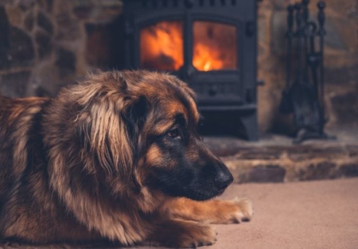 The Best Fire Dog Names: 100+ Names Inspired by 'Fire'