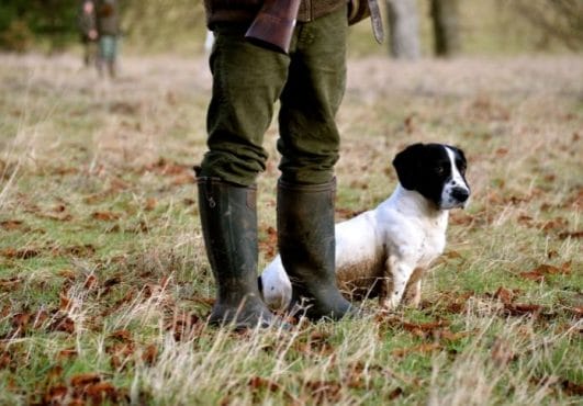 150+ Best Gun Dog Names: Name Ideas for Your Hunting Pooch