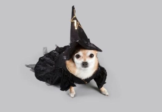 80+ Spooky Dog Names: The Most Spooky Names for Your Pup