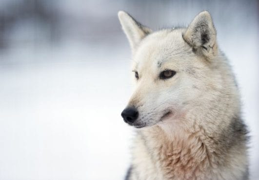 The Best Sled Dog Names: 100+ Ideas for Your Fur-ocious Friends