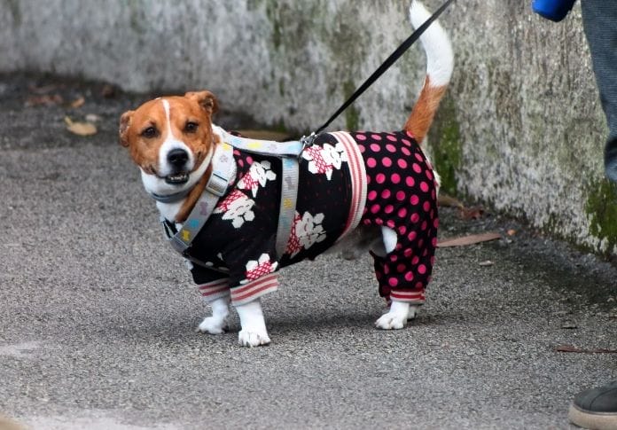 140+ Best Designer Dog Names for Your Fashion-Inspired Pet