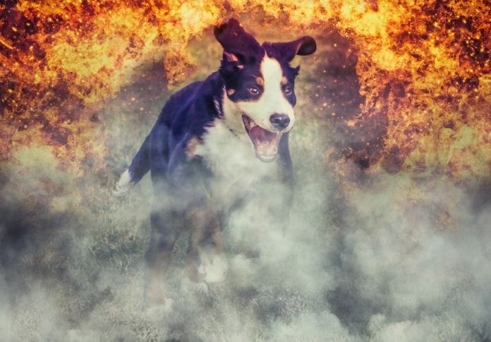 The Best Fire Dog Names: 100+ Names Inspired by 'Fire'