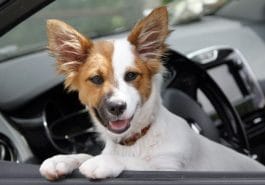 Top 10 Dog Breeds With Low Prey Drive: Perfect for Families with Kids