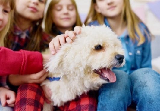 Top 10 Dog Breeds With Low Prey Drive: Perfect for Families with Kids
