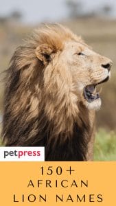 150+ African Lion Names - Unique Name Ideas For Lions