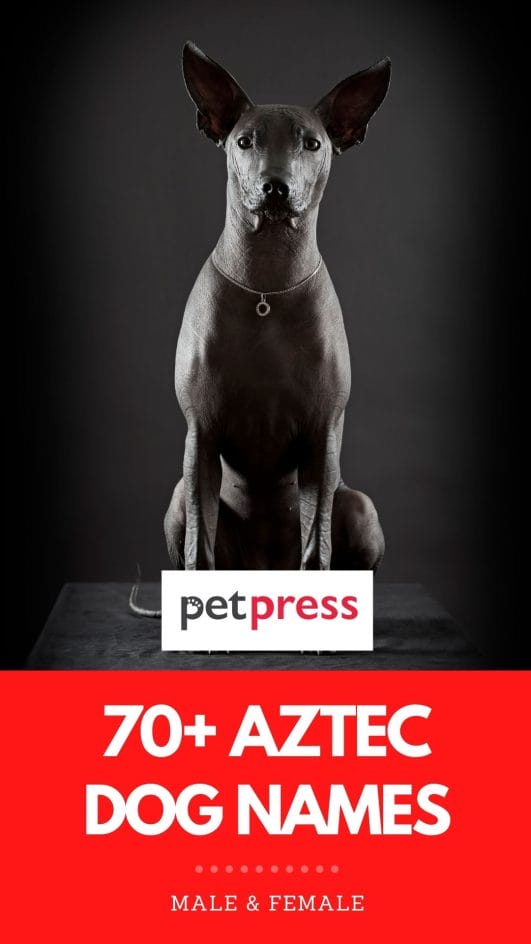 70+ Aztec Dog Names: Best Aztec Name Ideas for Your Pet
