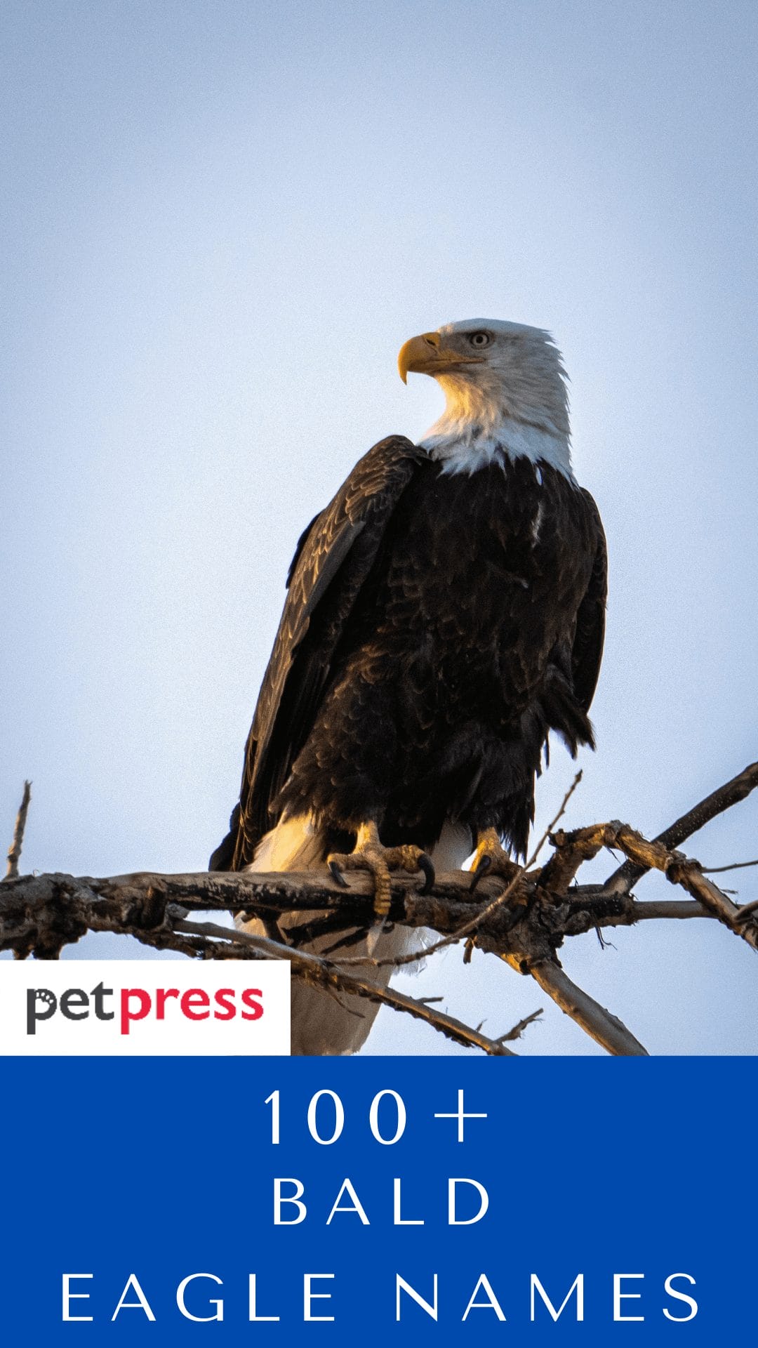 100+ Bald Eagle Names - Best Name Ideas For Bald Eagle Bird