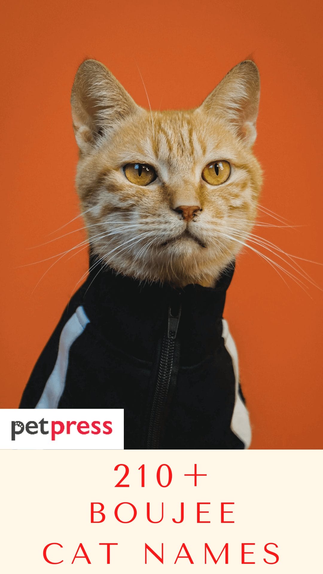 210+ Boujee Cat Names - Sophisticated Cat Names For Your Cute Kitten