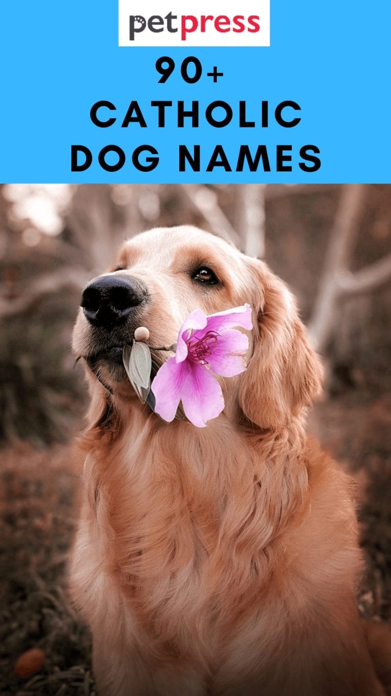 90+ Best Catholic Dog Names With Meanings For Your Puppies