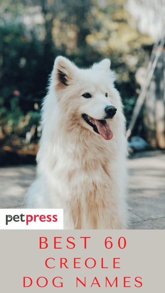 Best 60 Creole Dog Names - Unique Name Ideas For Cute Puppies