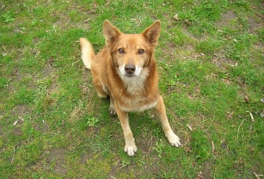 120+ Ginger dog Names For Your Orange And Red Puppies