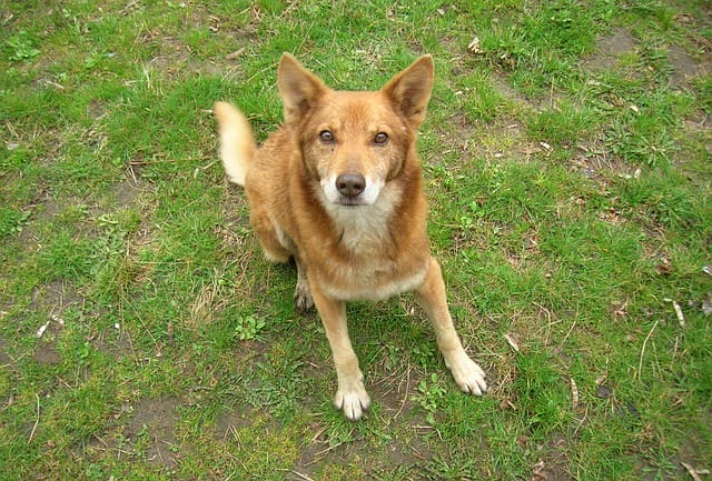 120+ Ginger dog Names For Your Orange And Red Puppies