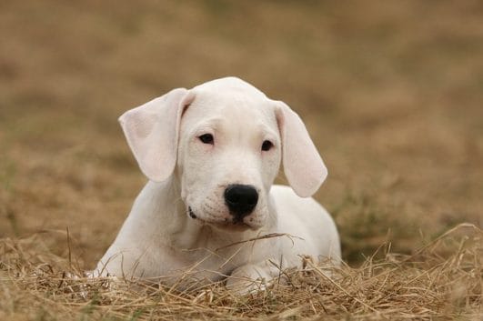 Best 60 Autumn Inspired Dog Names For Both Male And Female Puppies